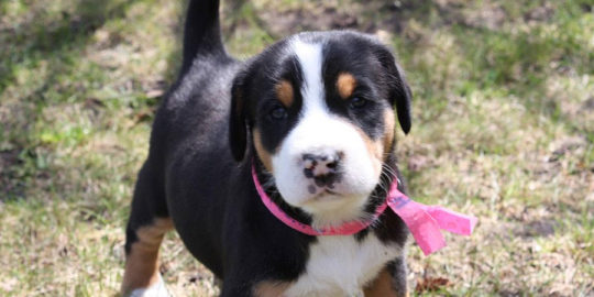 Appenzeller Sennenhund breed | Photos, temperaments and trivia about ...