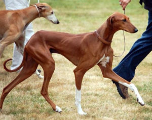 Azawakh breed | Photos, temperaments and trivia about the breed