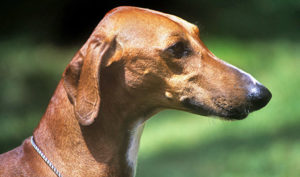 Azawakh breed | Photos, temperaments and trivia about the breed