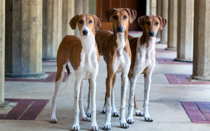 Azawakh breed | Photos, temperaments and trivia about the breed
