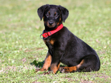 Beauceron breed | Photos, temperaments and trivia about the breed