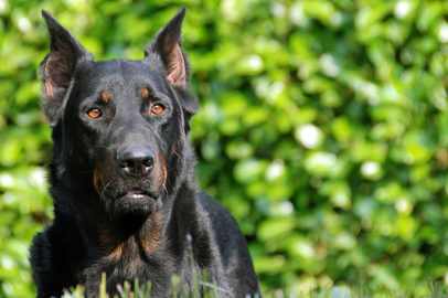 Beauceron breed | Photos, temperaments and trivia about the breed