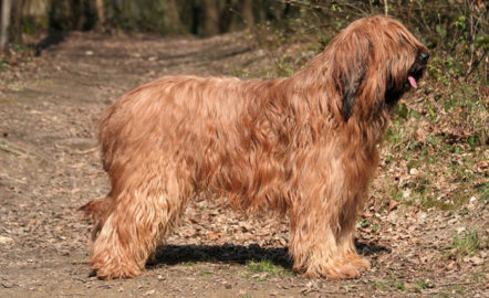Briard breed | Photos, temperaments and trivia about the breed