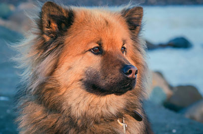 Eurasier Dog Breed | Photos, temperaments and trivia about the breed