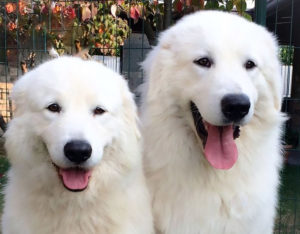 Great Pyrenean Mountain Dog breed | Photos, temperaments and trivia ...
