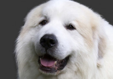 Great Pyrenean Mountain Dog breed | Photos, temperaments and trivia ...