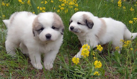 Great Pyrenean Mountain Dog breed | Photos, temperaments and trivia ...