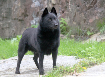 Croatian Sheepdog breed | Photos, temperaments and trivia about the breed