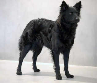 Croatian Sheepdog breed | Photos, temperaments and trivia about the breed