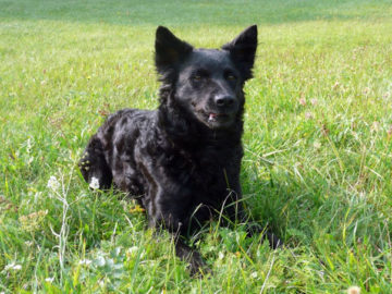 Croatian Sheepdog breed | Photos, temperaments and trivia about the breed