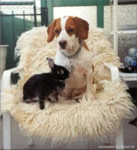 Beagle breed | Photos, temperaments and trivia about the breed