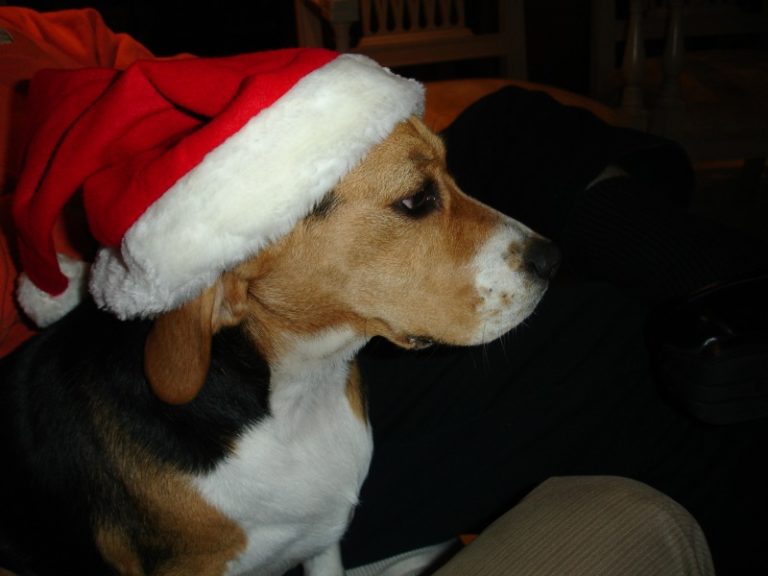 Beagle breed | Photos, temperaments and trivia about the breed